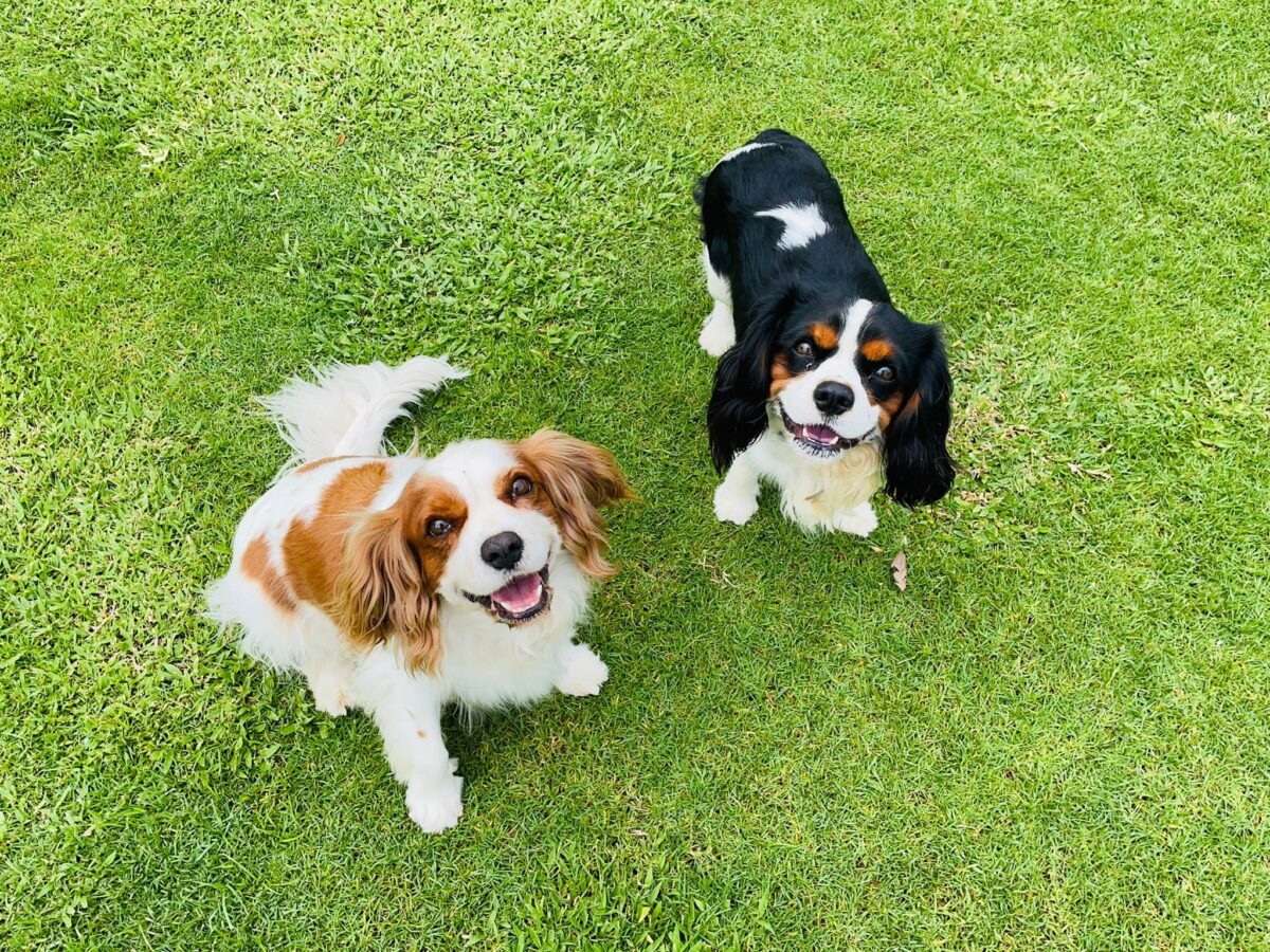 โรงพยาบาลสัตว์เพ็ทไทม์ Pet Time Animal Hospital and Dog Hotel – PETECO