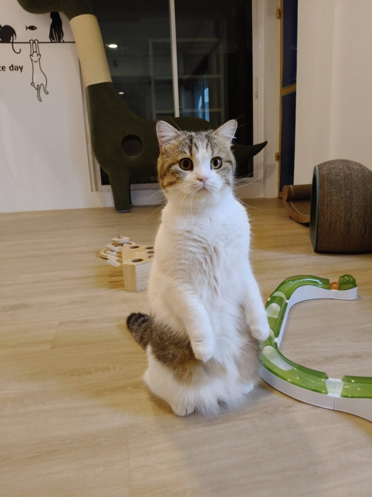 โรงแรมแมว Cha&Chu CAT HOTEL – PETECO